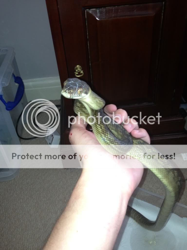 Little Scrub Python | Reptile Forums