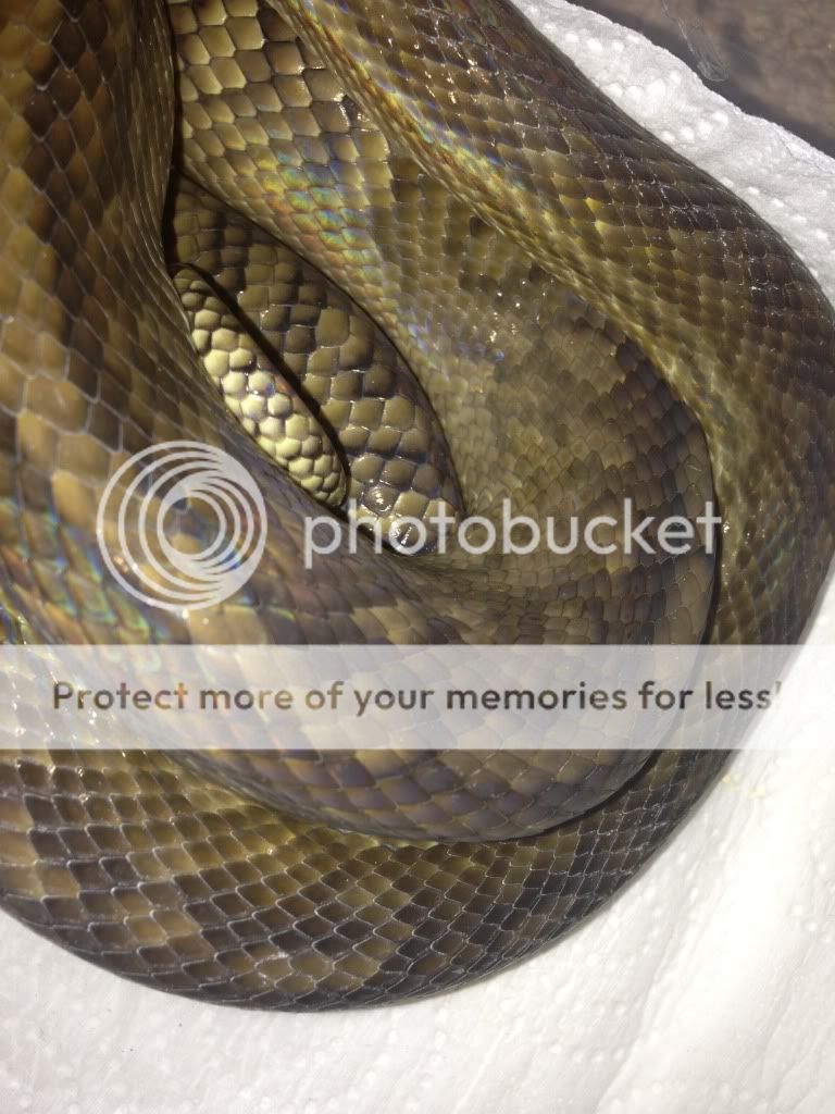 Little Scrub Python | Reptile Forums