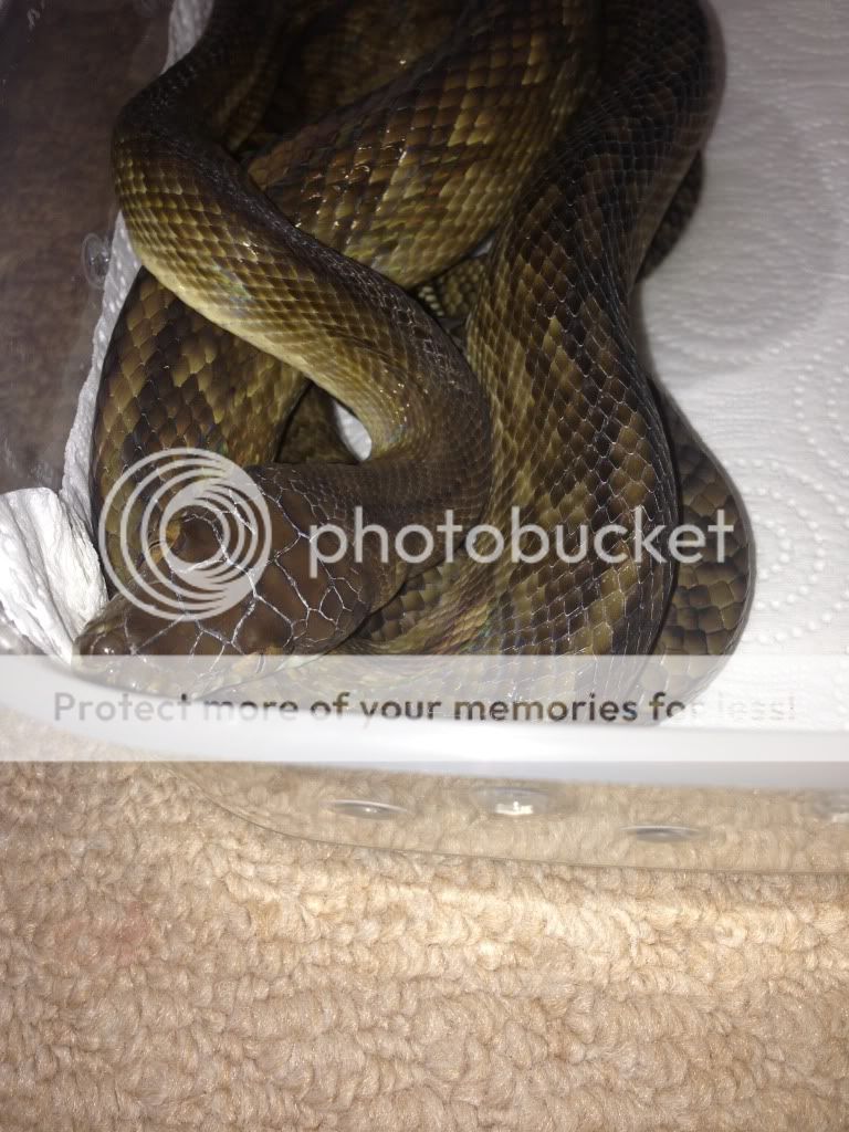 Little Scrub Python | Reptile Forums