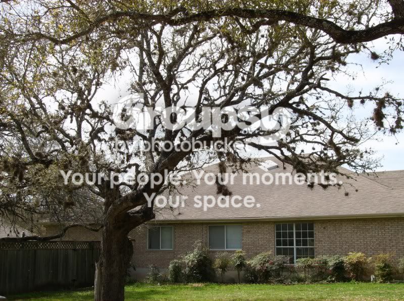 Ball Moss in Austin Texas | Arboristsite.com
