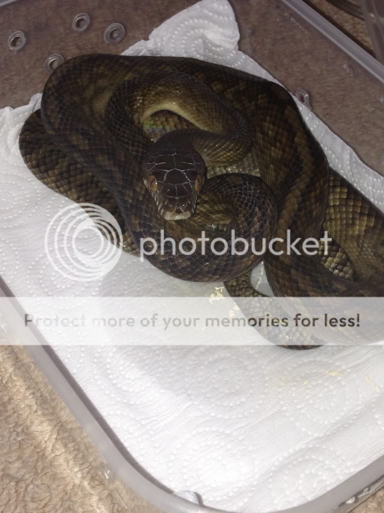 Little Scrub Python | Reptile Forums