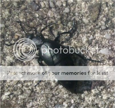 Black 6 legged insect 1.5" New Jersey Pinelands : r/whatsthisbug